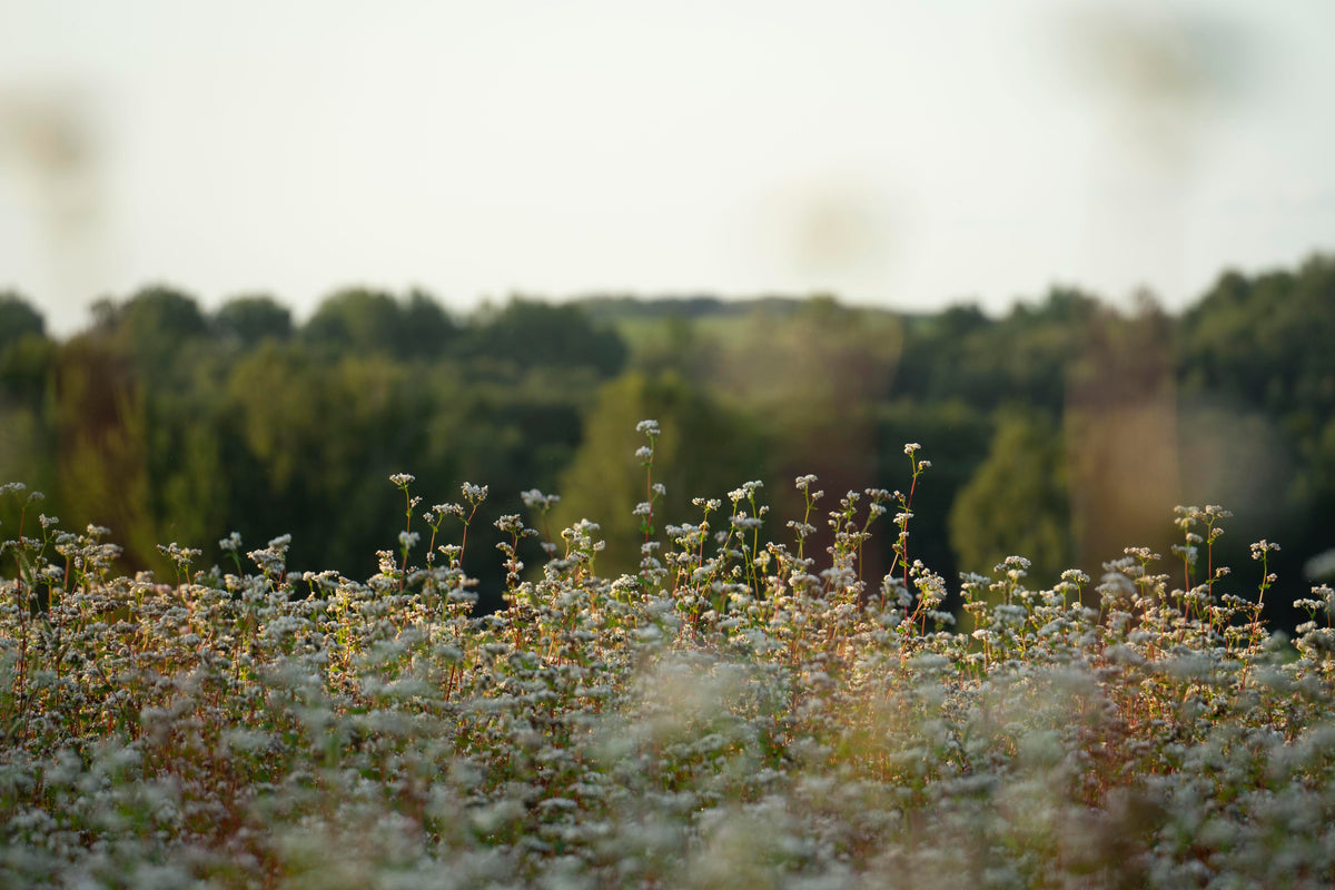 55 % Tamsus pieniškas šokoladas su GRIKIAIS IR GRIKIŲ MEDUMI – Beaningful