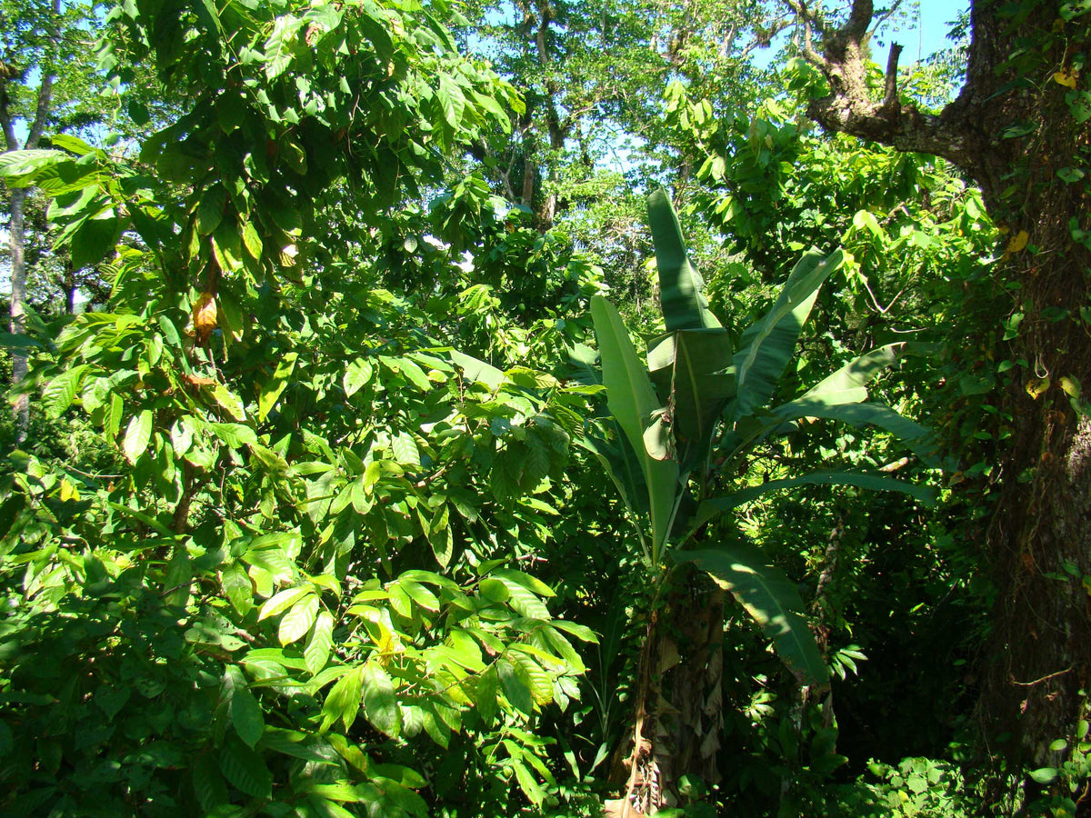 100 % Kakavos masė DOMINICAN REPUBLIC ÖKO CARIBE – Beaningful