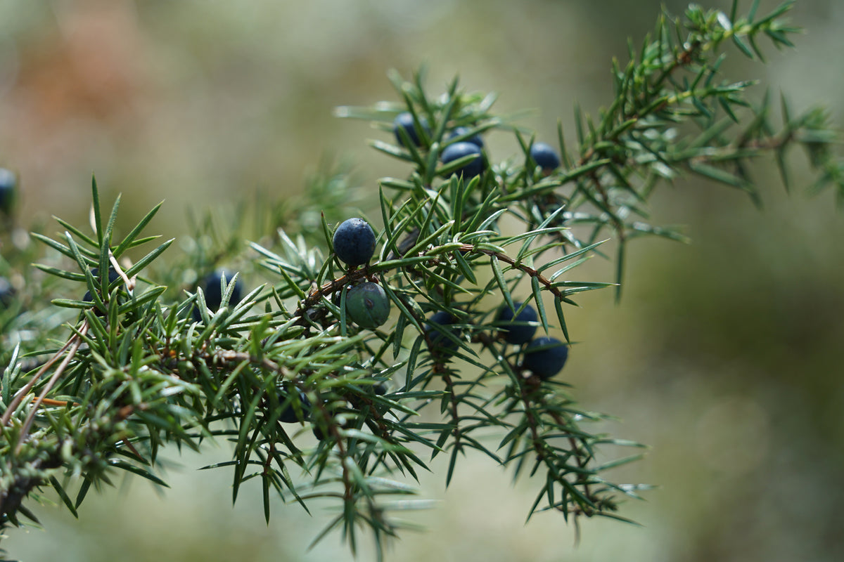 50 % Tamsus pieniškas šokoladas su KADAGIAIS IR SVIESTU – Beaningful